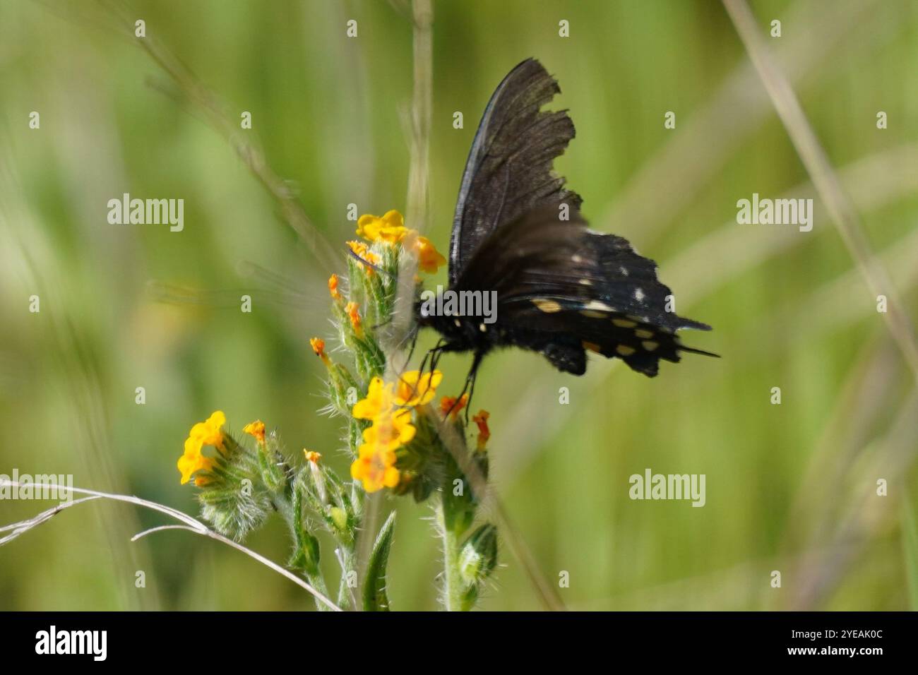 California Pipevine Swallowtail (Battus philenor hirsuta Stock Photo ...