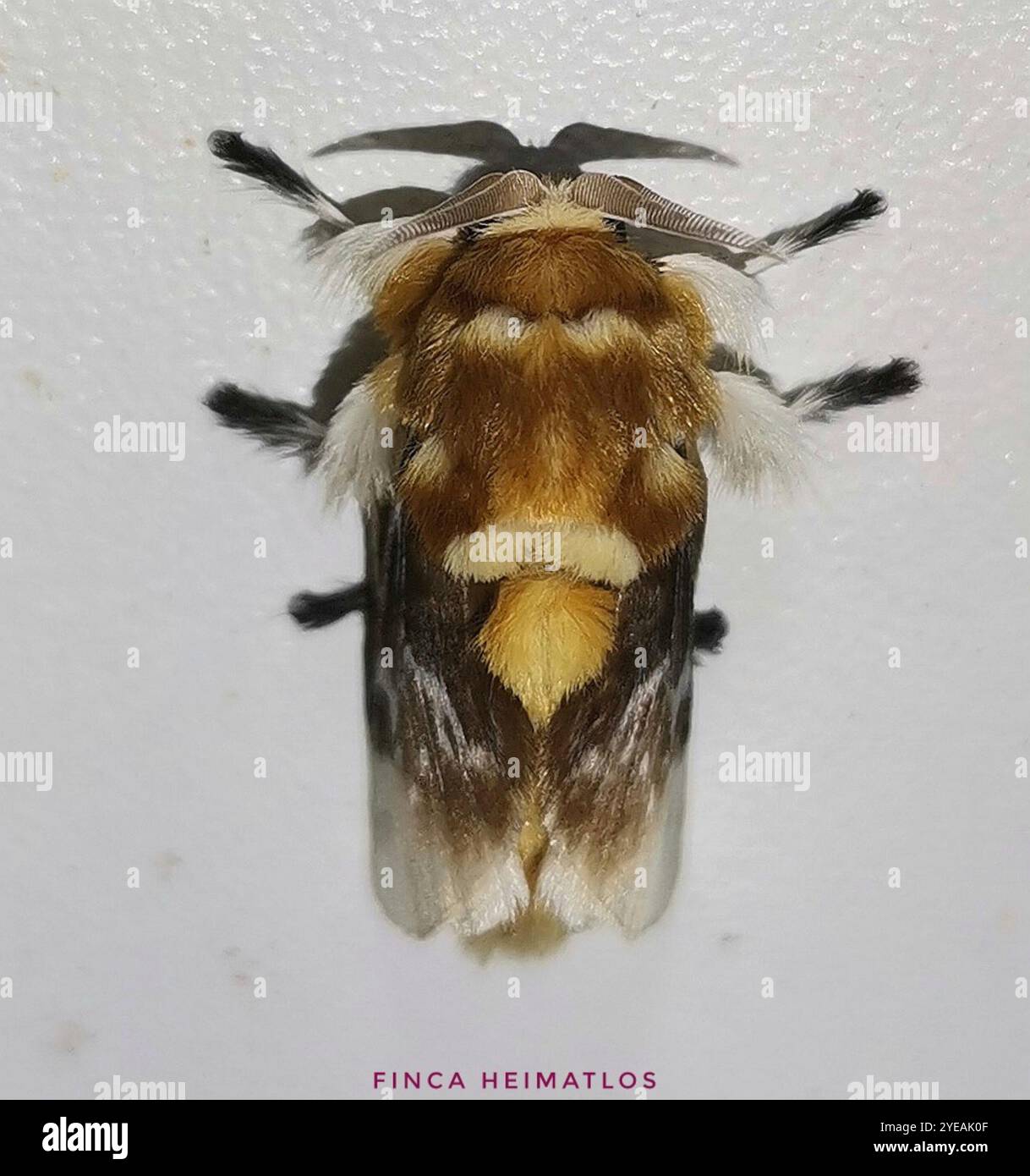 Megalopyge hi-res stock photography and images - Alamy