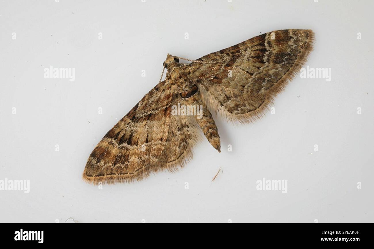 Gymnoscelis rufifasciata hi-res stock photography and images - Alamy