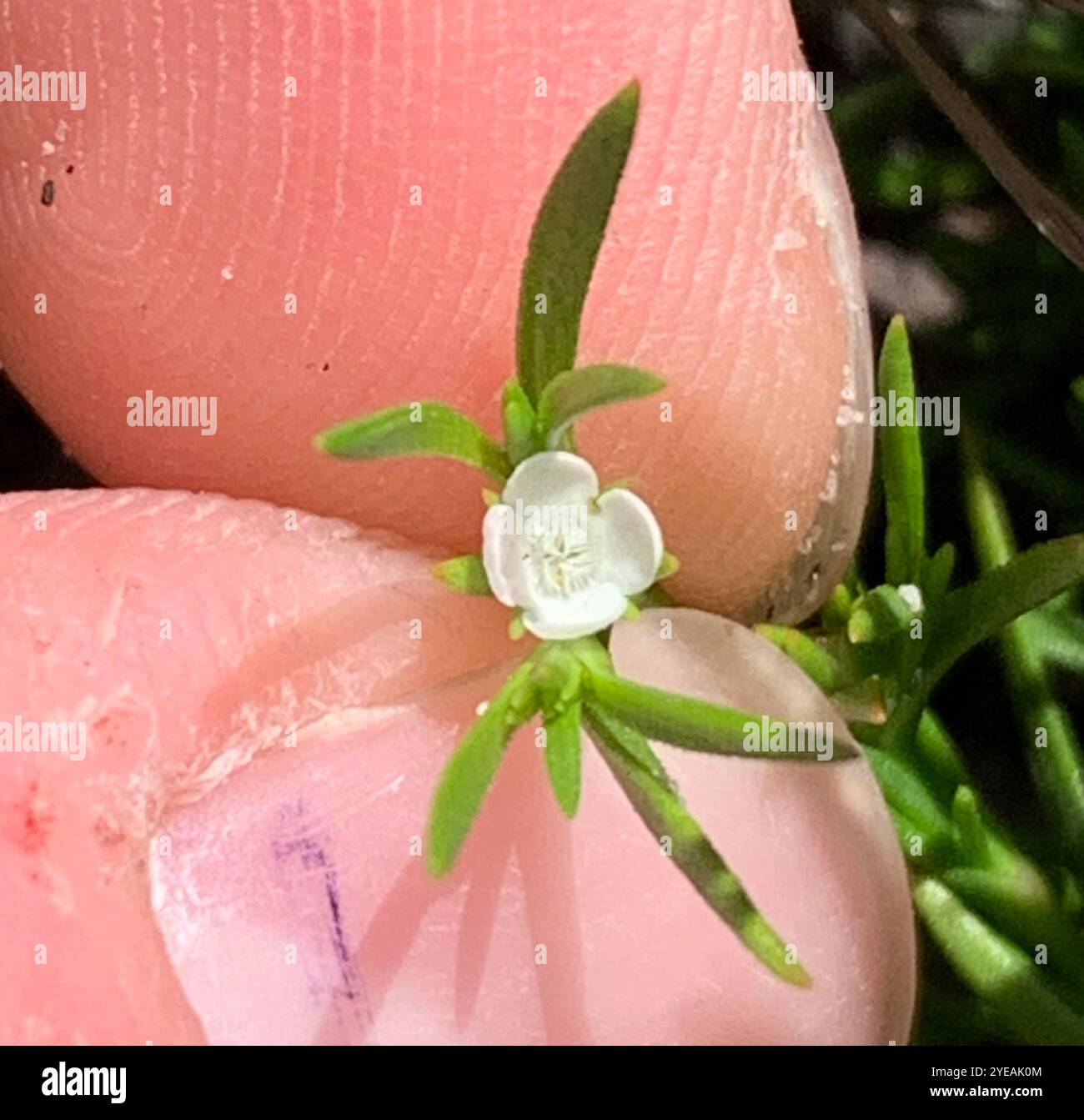 Rust Weed (Polypremum procumbens Stock Photo - Alamy