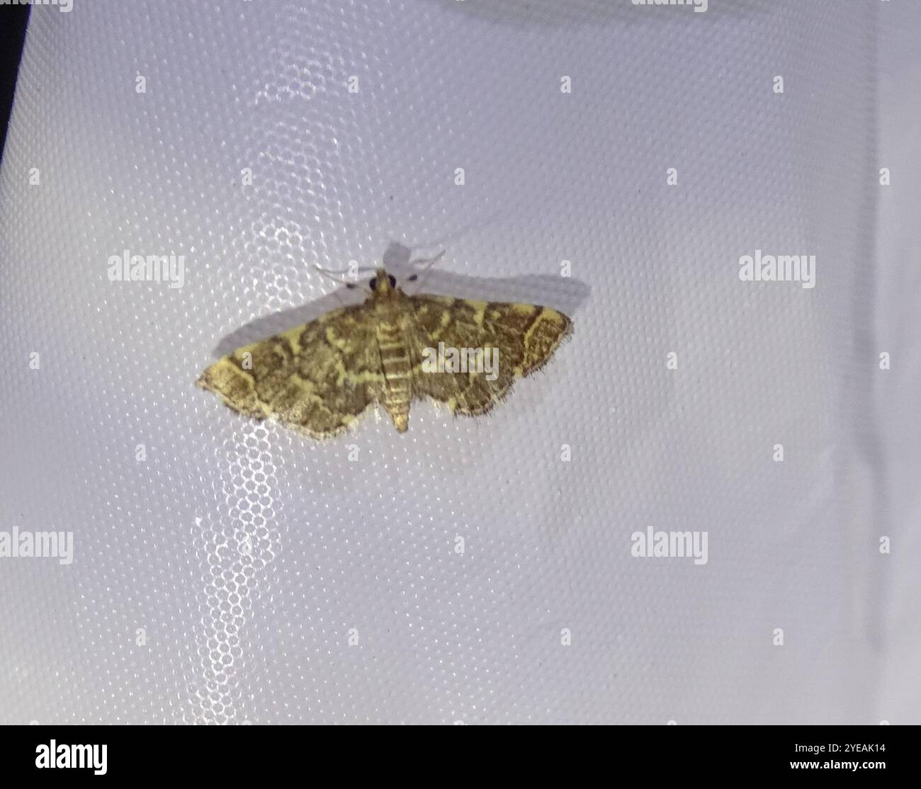 Yellow-spotted Webworm Moth (Anageshna primordialis Stock Photo - Alamy