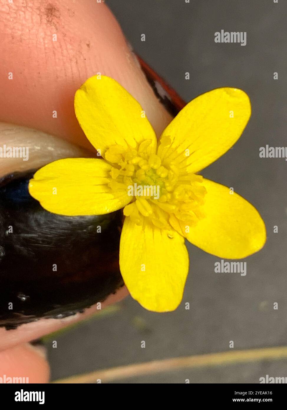 Western Buttercup (Ranunculus occidentalis Stock Photo - Alamy