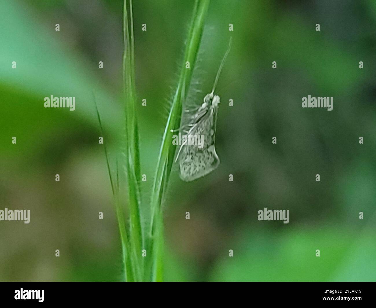 Fairy Moths and Allies (Adeloidea Stock Photo - Alamy