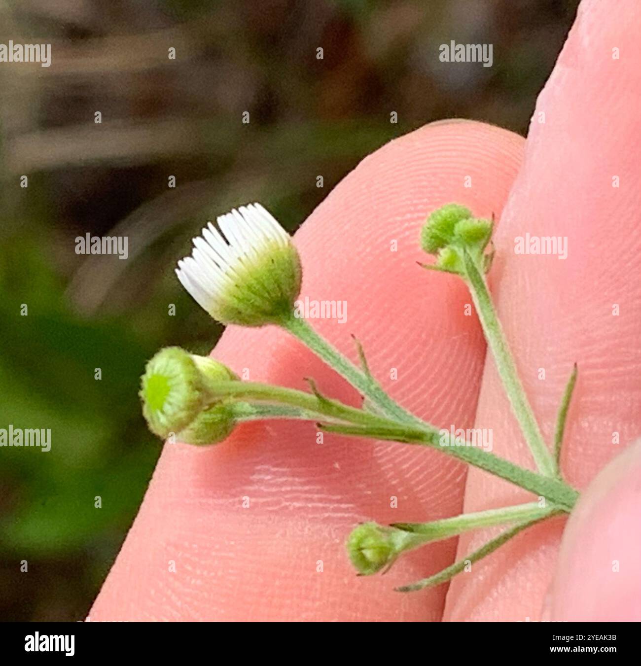 common rough fleabane (Erigeron strigosus strigosus Stock Photo - Alamy