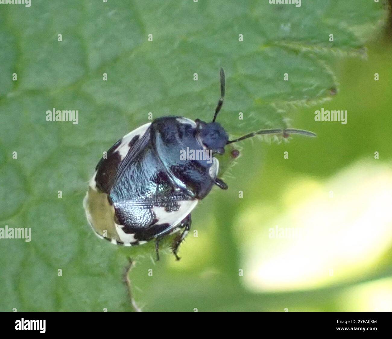 Pied shield bug hi-res stock photography and images - Alamy