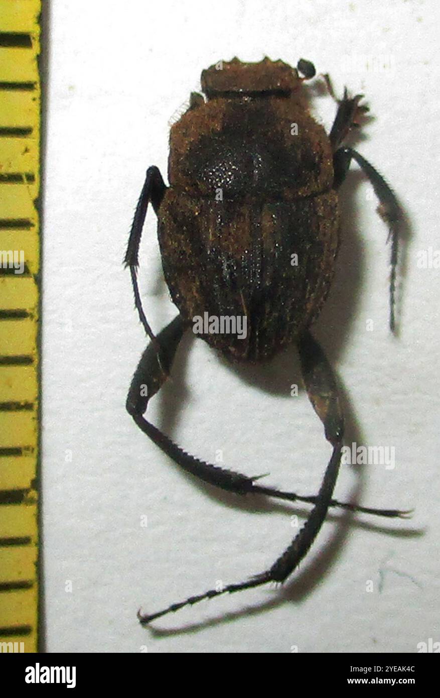 Spider Dung Beetles (Sisyphus Stock Photo - Alamy