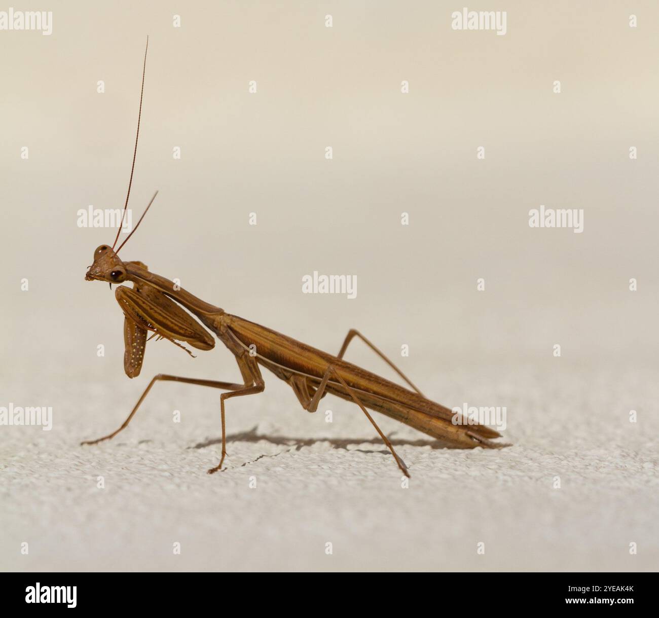 European Mantis (Mantis religiosa Stock Photo - Alamy