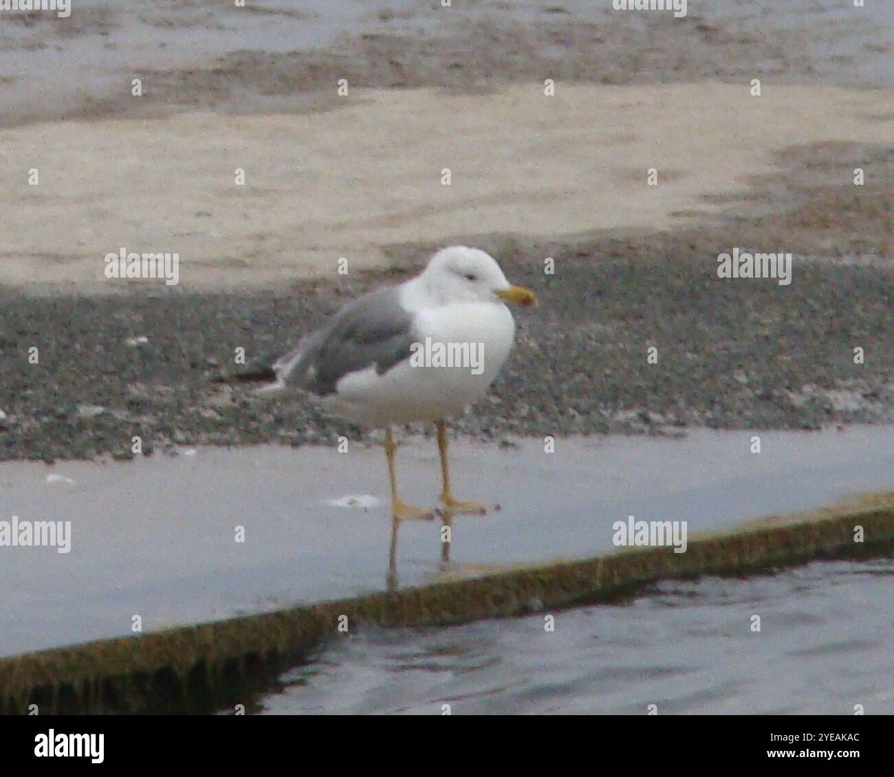 Larus armenicus hi-res stock photography and images - Alamy