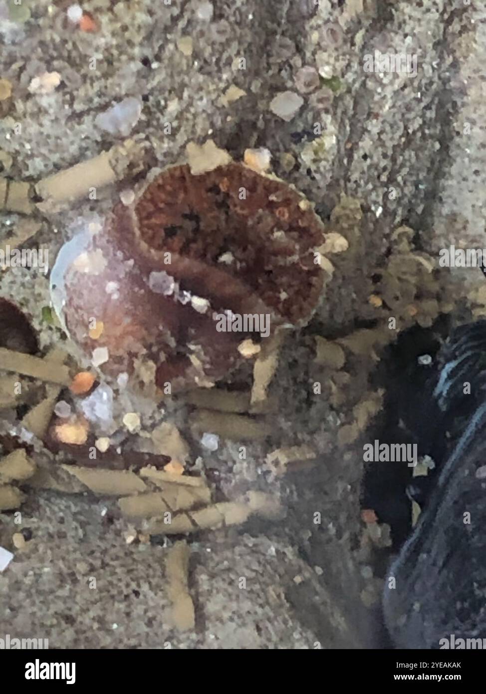 Scale-sided Piddock (Parapholas californica Stock Photo - Alamy