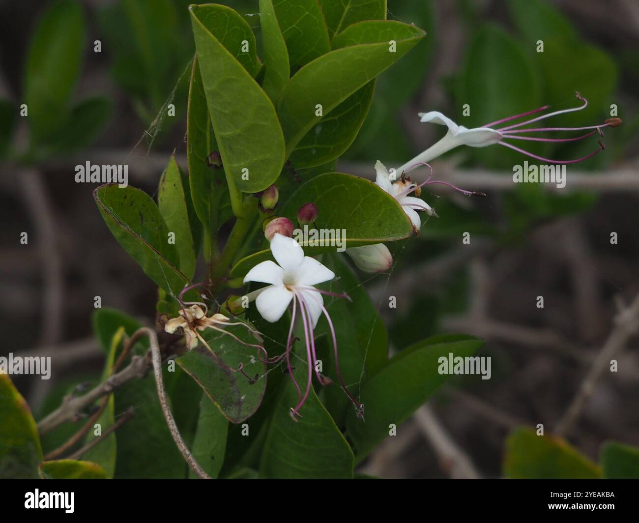 Volkameria inermis hi-res stock photography and images - Alamy