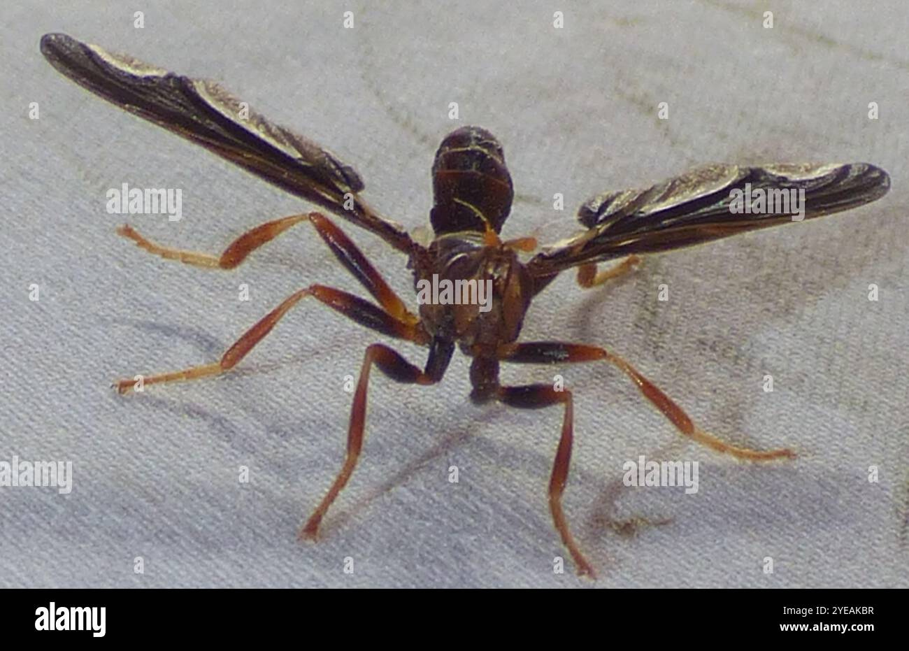 Pyrgota hi-res stock photography and images - Alamy