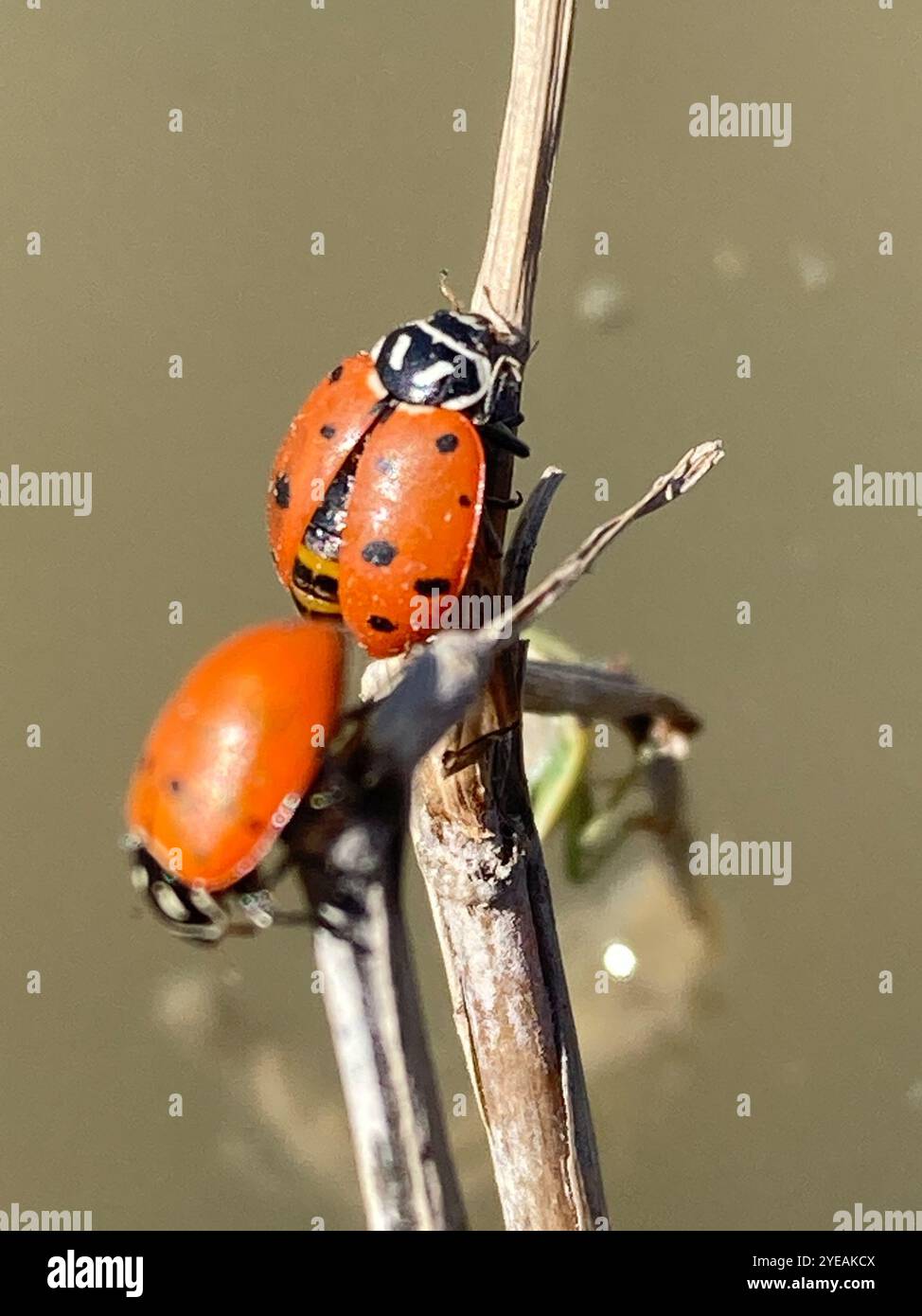 Convergent Lady Beetle (Hippodamia convergens Stock Photo - Alamy