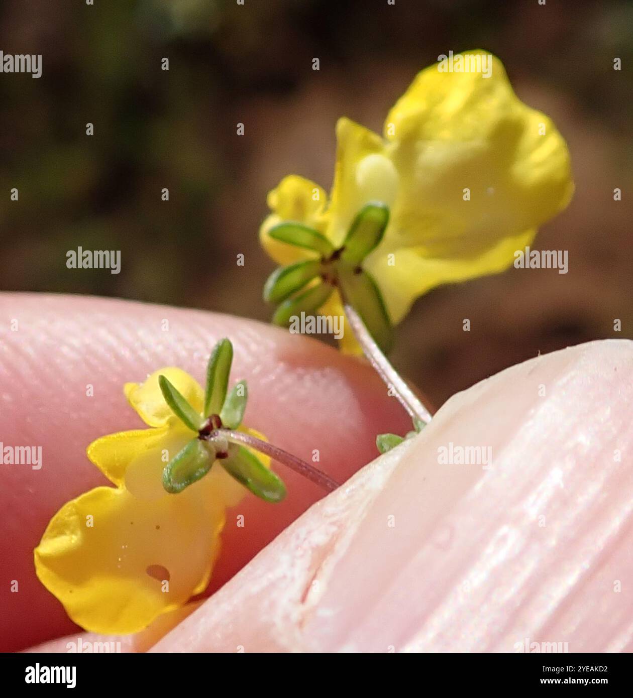 Great monkey hi-res stock photography and images - Alamy