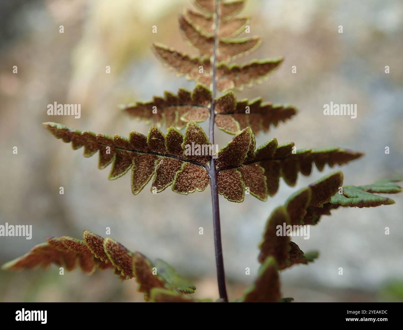 Goldback fern hi-res stock photography and images - Alamy