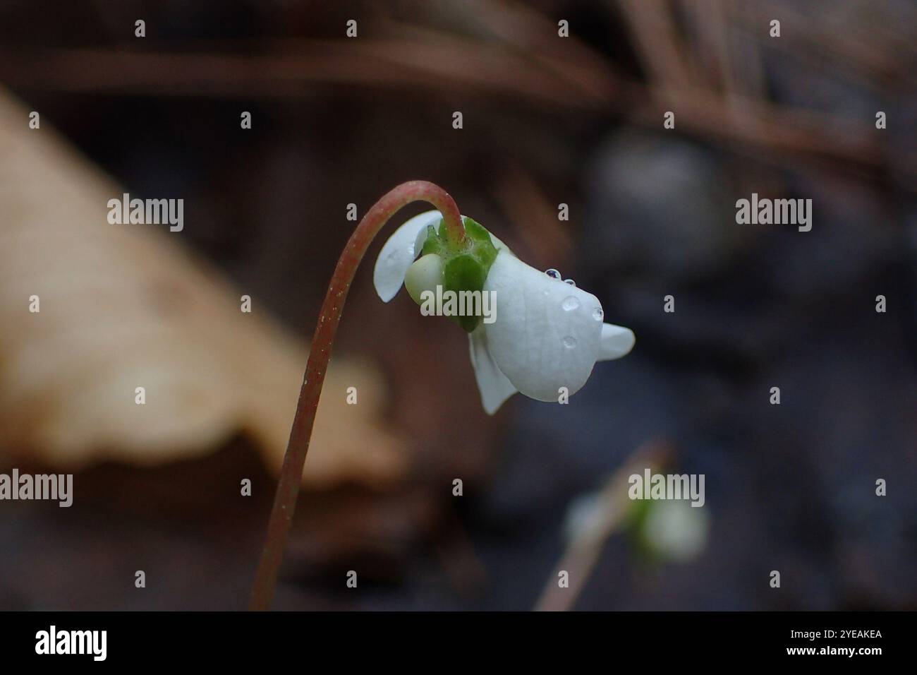 primrose-leaved violet (Viola primulifolia Stock Photo - Alamy