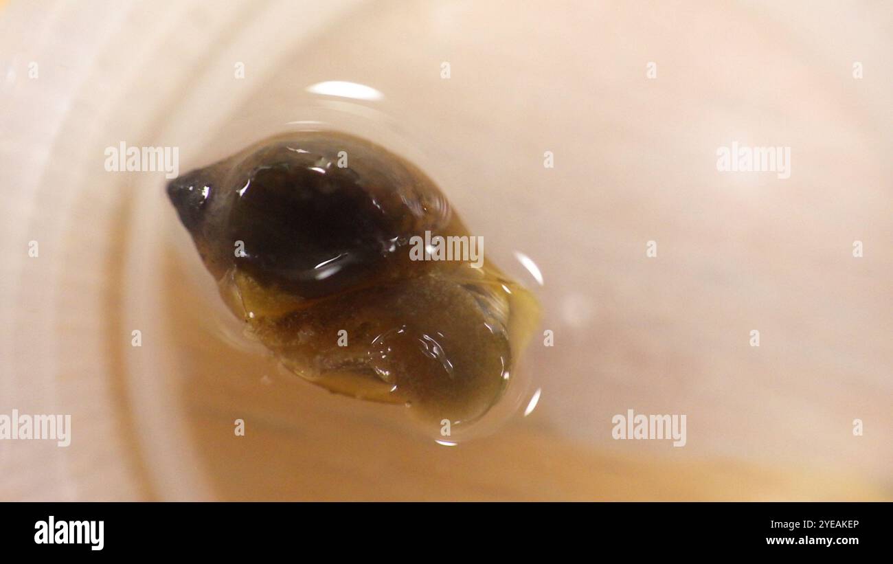 Bladder snails hi-res stock photography and images - Alamy