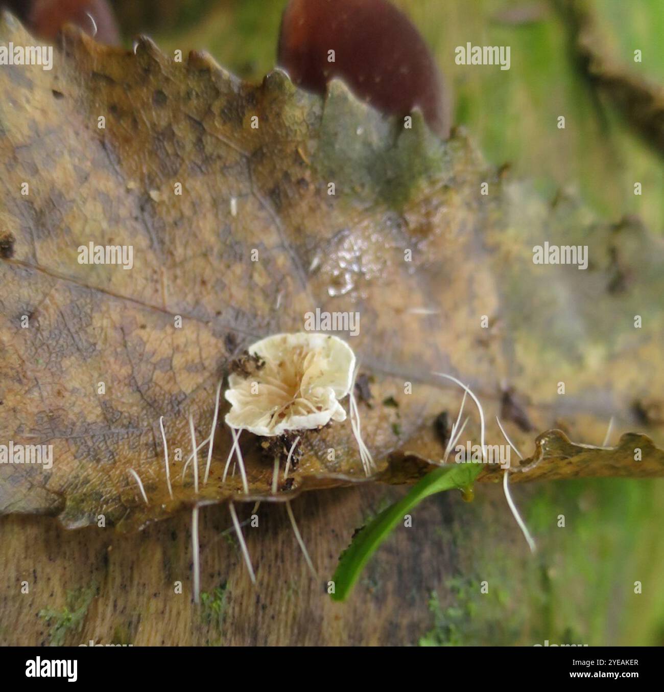 Pterulaceae hi-res stock photography and images - Alamy