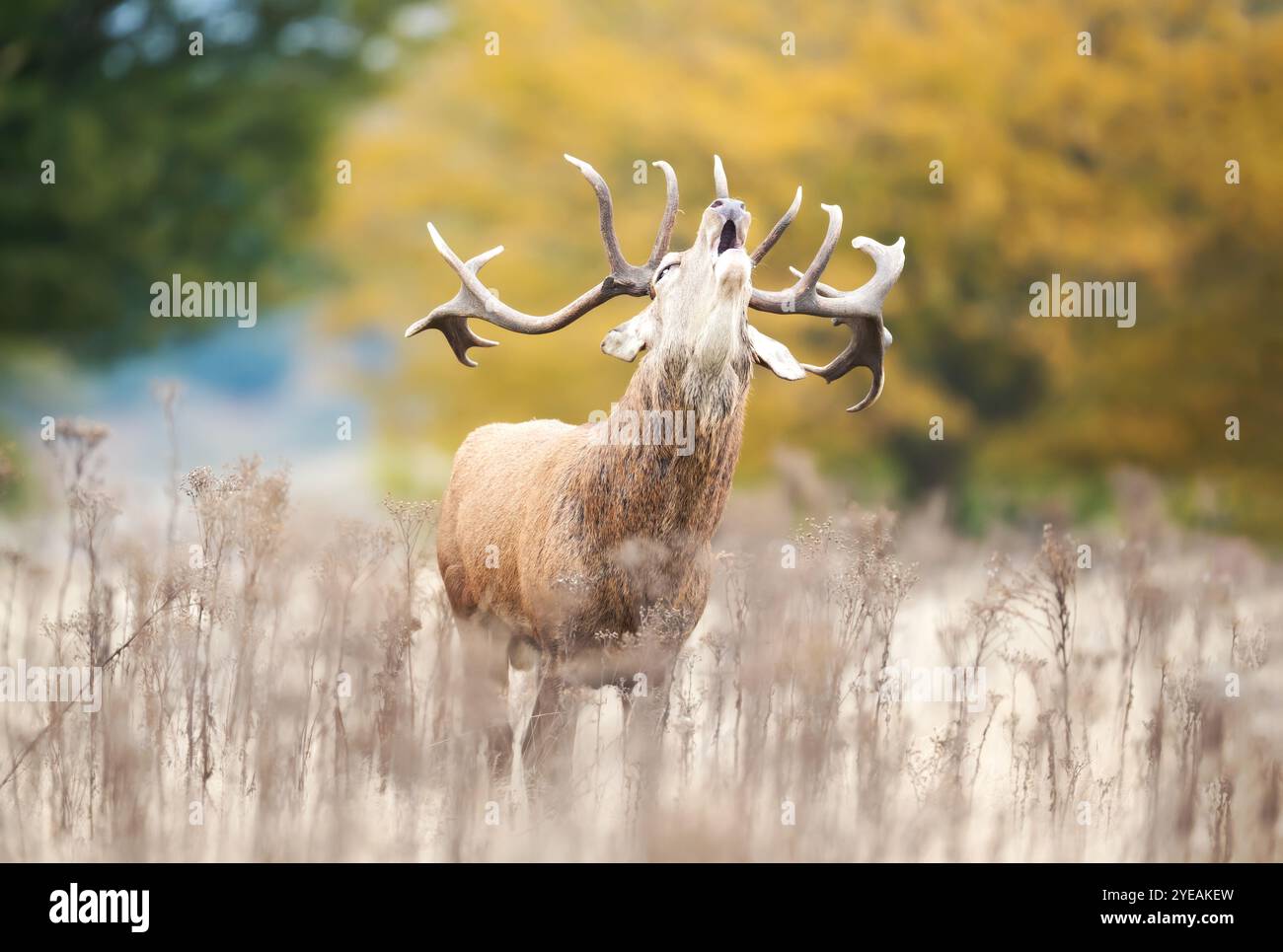 Red deer stag calling during the rut in autumn, UK Stock Photo - Alamy