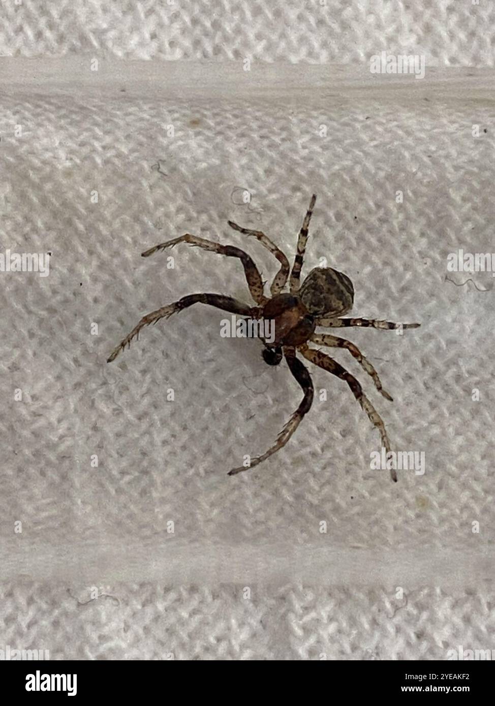Crab Spiders (Thomisidae Stock Photo - Alamy