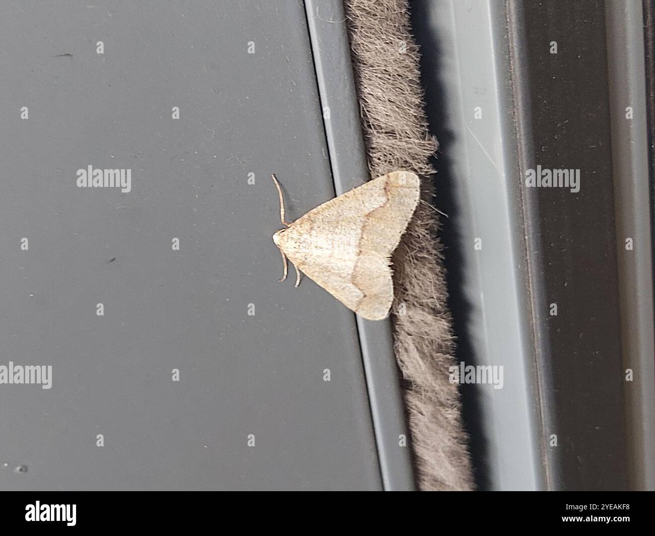 Dotted Border Moth (Agriopis marginaria Stock Photo - Alamy