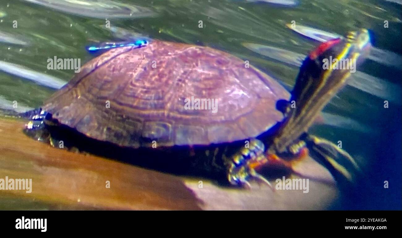 Red-eared Slider (Trachemys scripta elegans Stock Photo - Alamy