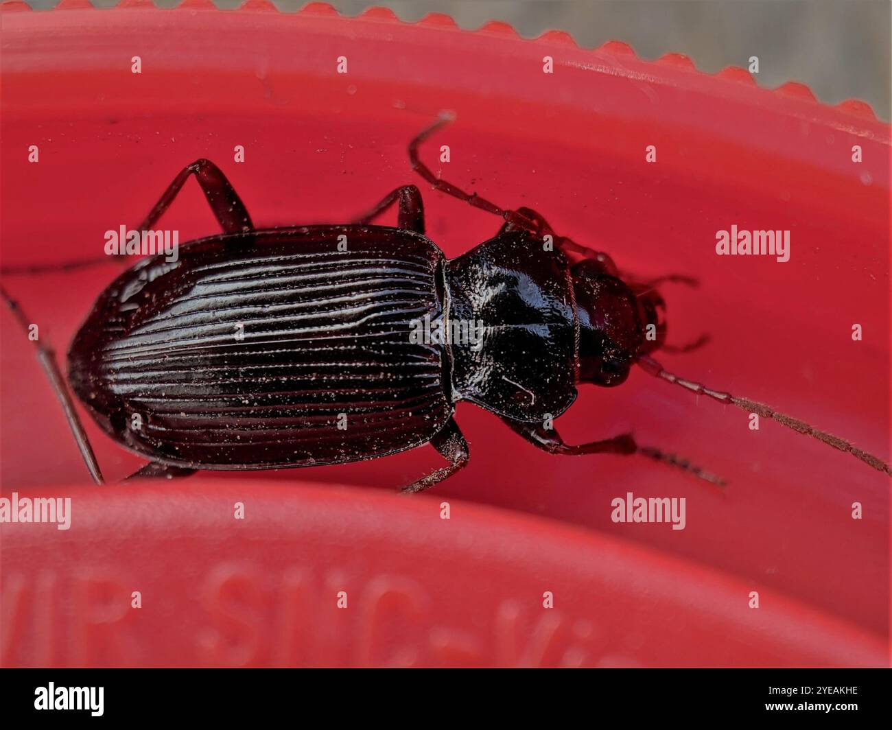 European Gazelle Beetle (Nebria brevicollis Stock Photo - Alamy