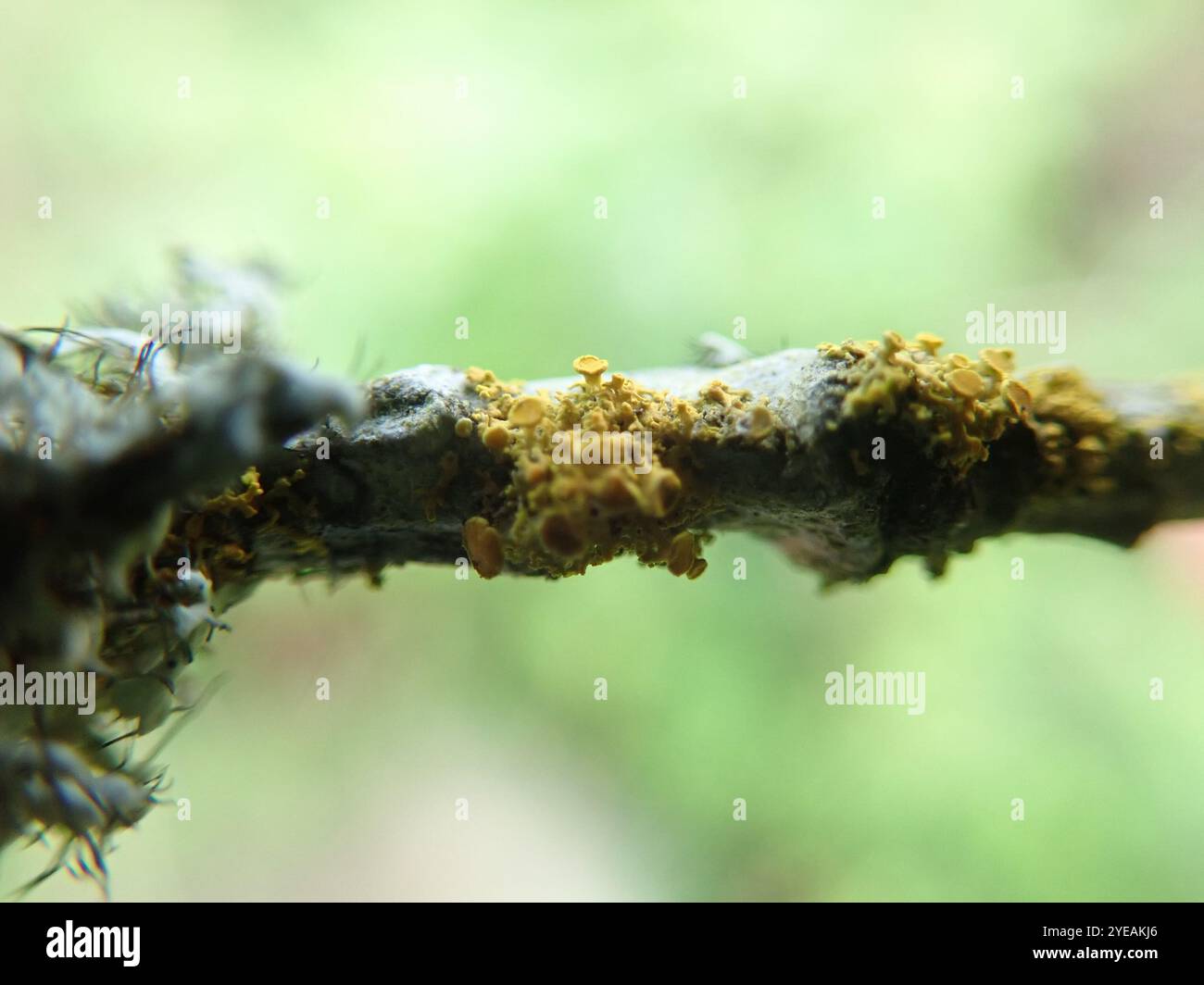 Pin-cushion Sunburst Lichen (Polycauliona polycarpa Stock Photo - Alamy