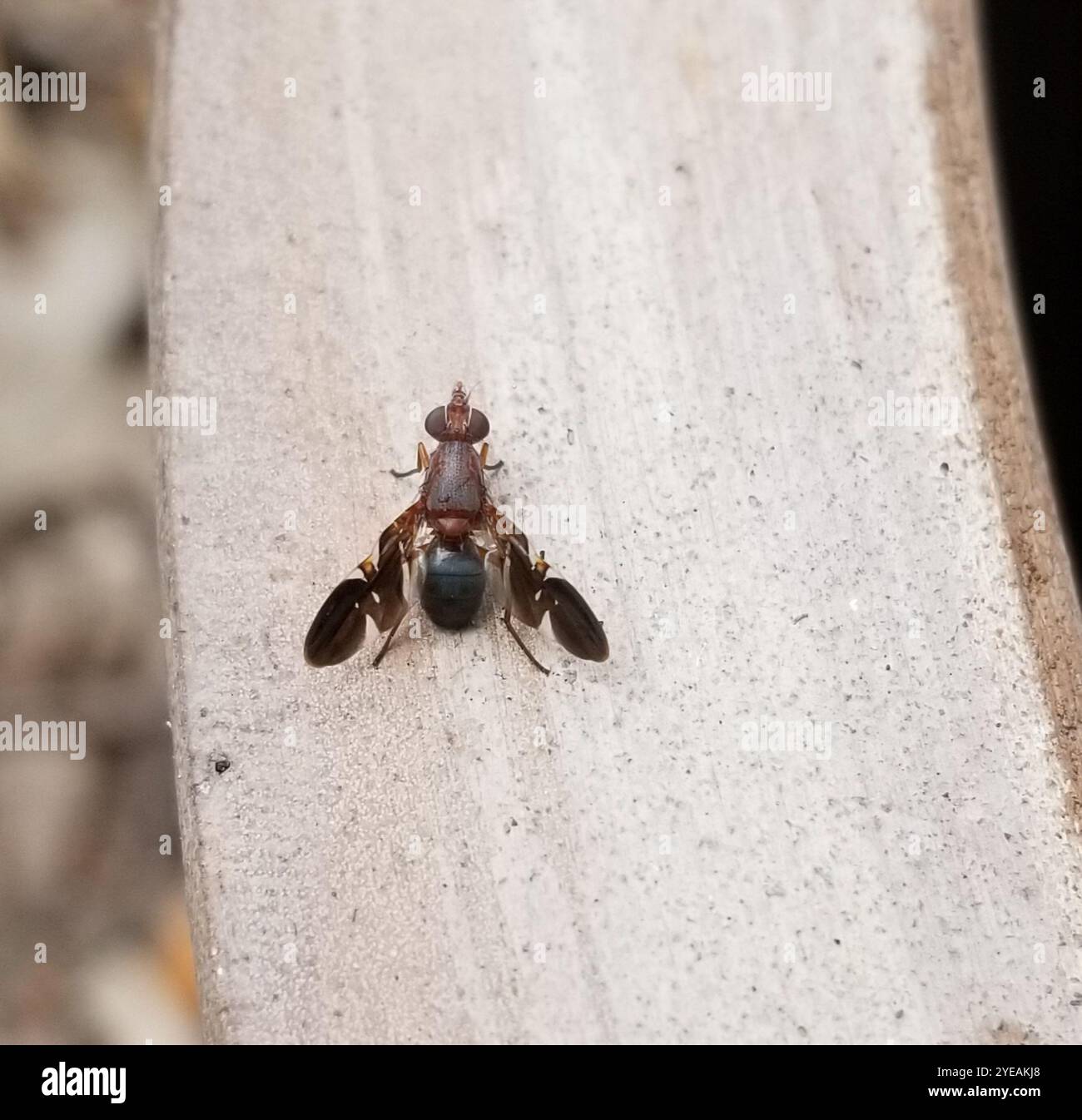 Common Picture-winged Fly (Delphinia picta Stock Photo - Alamy