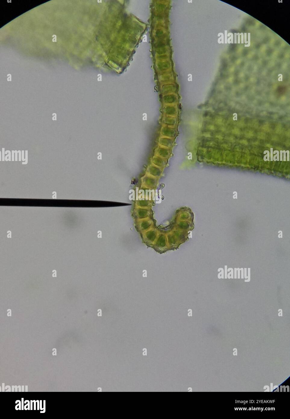 Anomalous Bristle-moss (Orthotrichum anomalum Stock Photo - Alamy