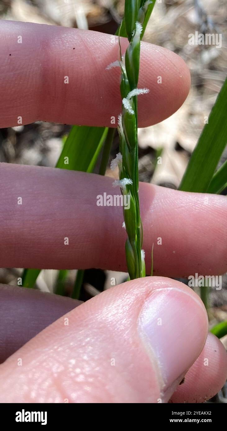 White-grained Mountain-ricegrass (Oryzopsis asperifolia Stock Photo - Alamy