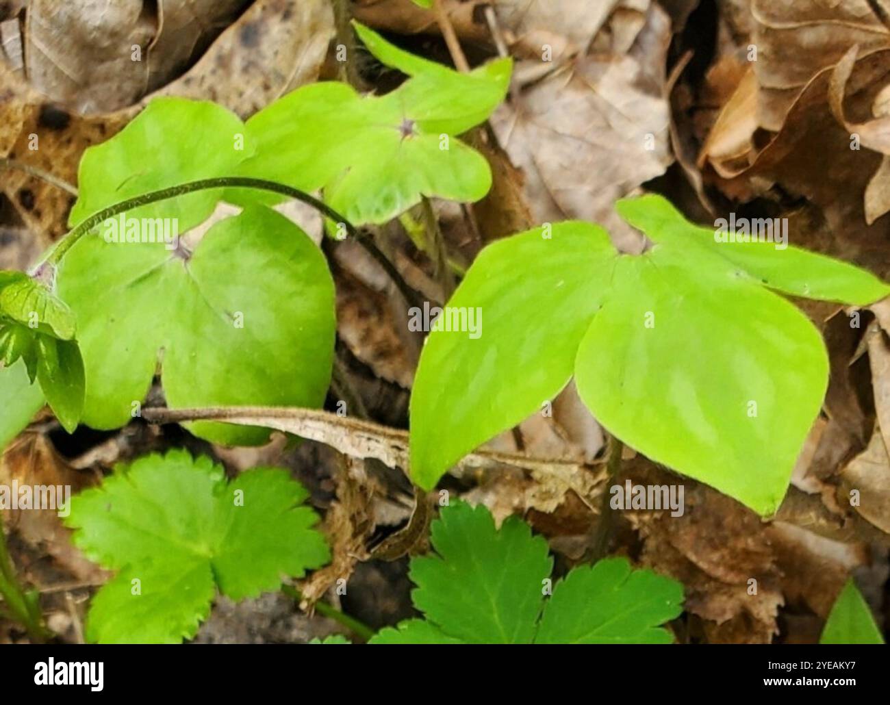 sharp-lobed hepatica (Hepatica acutiloba Stock Photo - Alamy