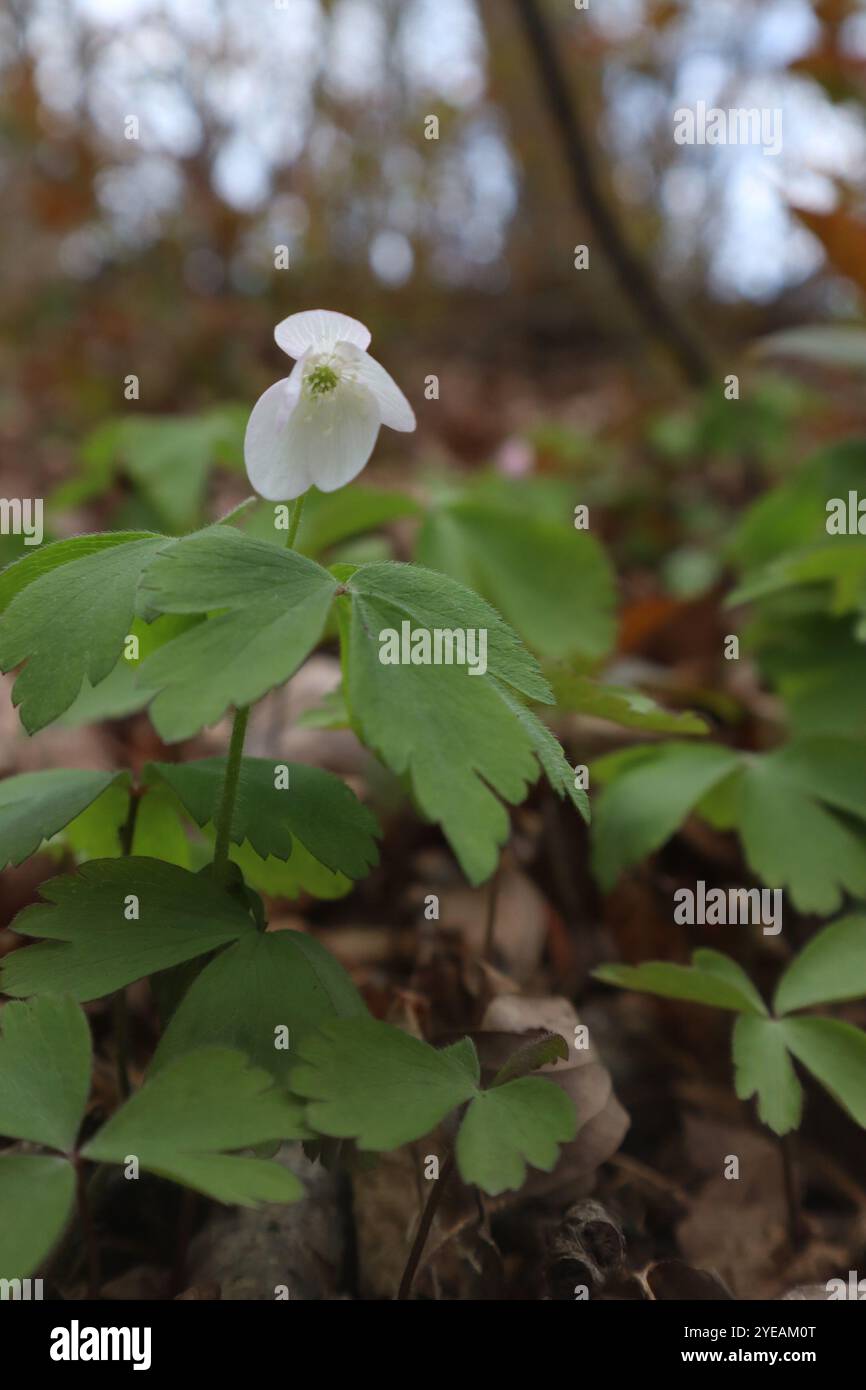 wood anemone (Anemonoides quinquefolia Stock Photo - Alamy