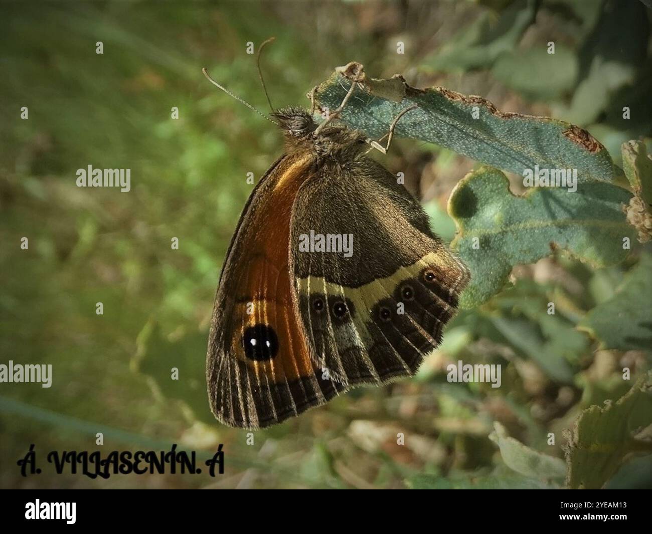 Pyronia bathseba hi-res stock photography and images - Alamy