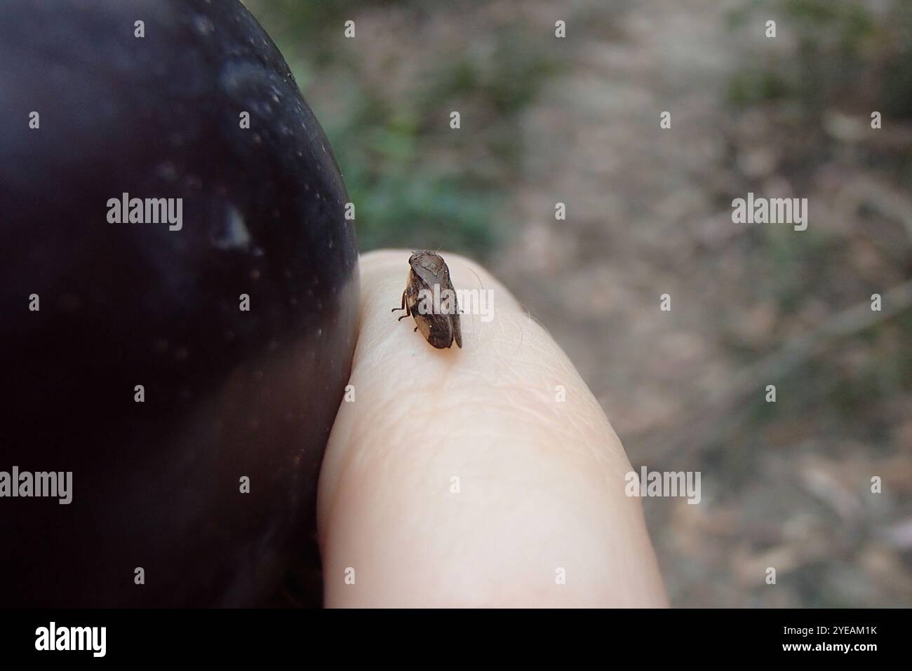 True Hoppers (Auchenorrhyncha Stock Photo - Alamy