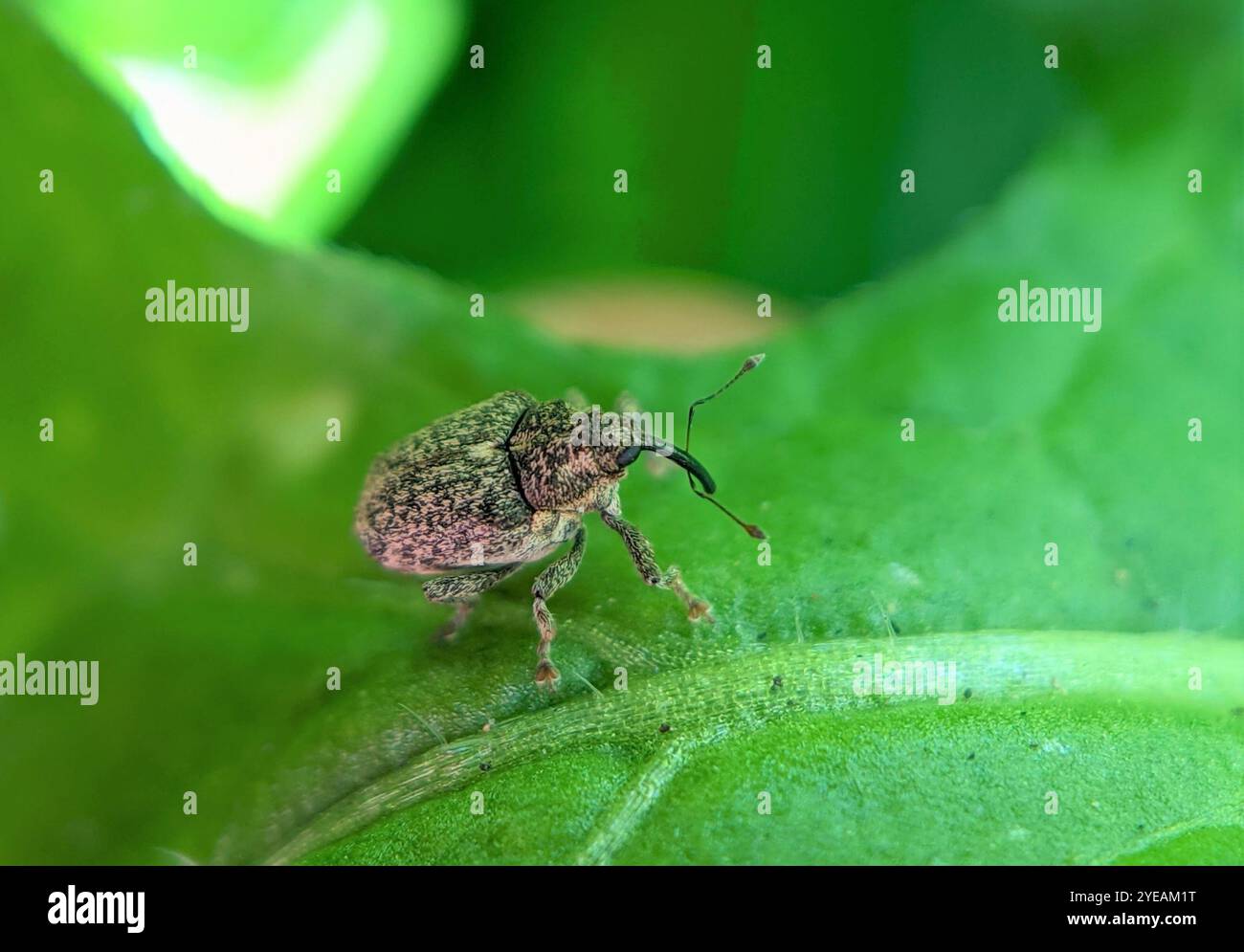 Cabbage Stem Weevil (Ceutorhynchus pallidactylus Stock Photo - Alamy