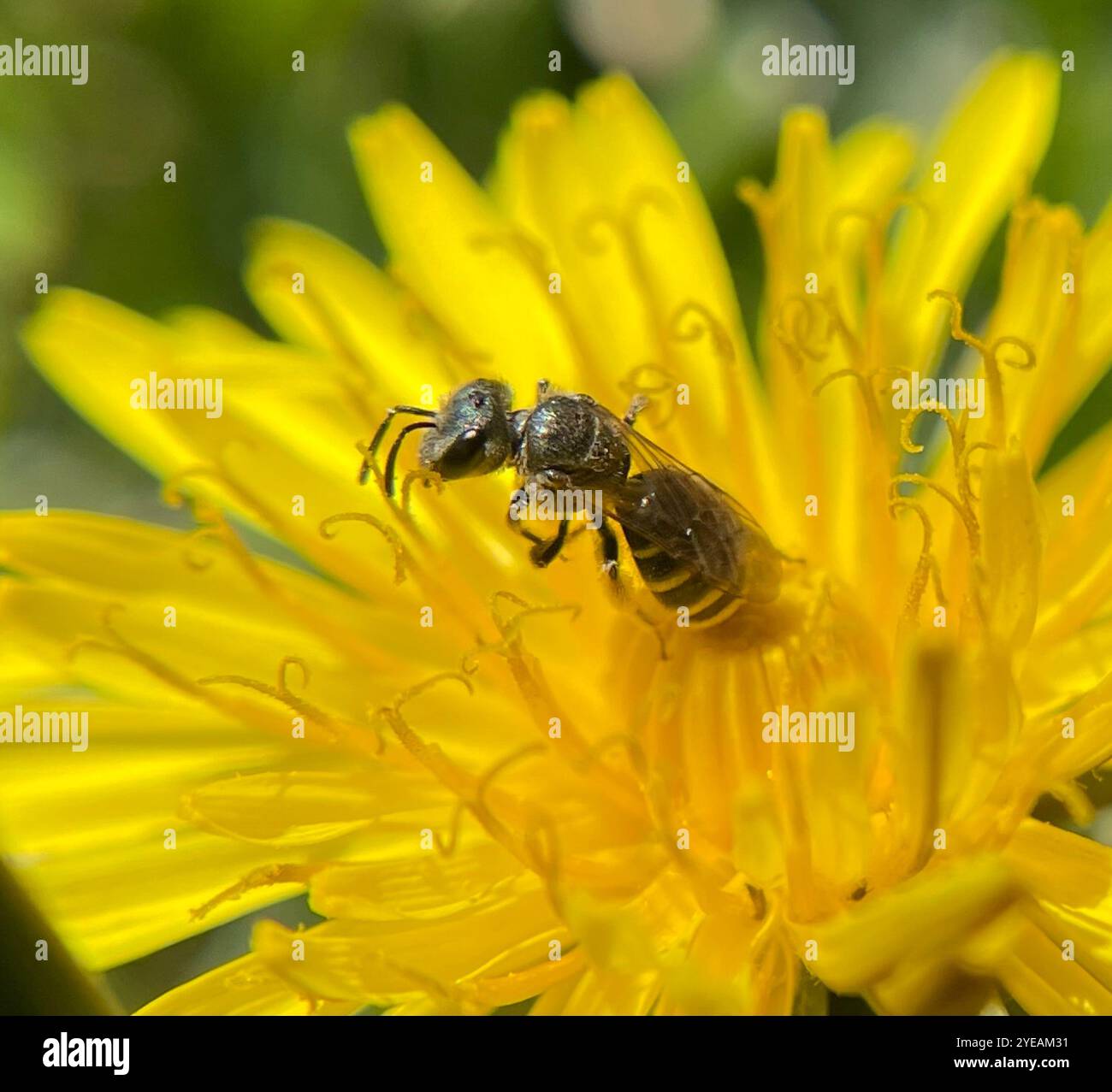 Halictus tripartitus hi-res stock photography and images - Alamy