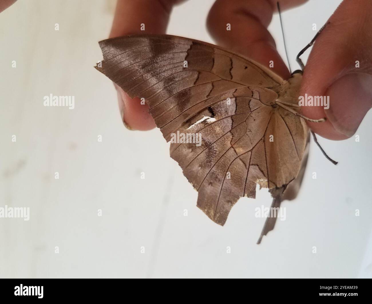 Archaeoprepona demophon hi-res stock photography and images - Alamy