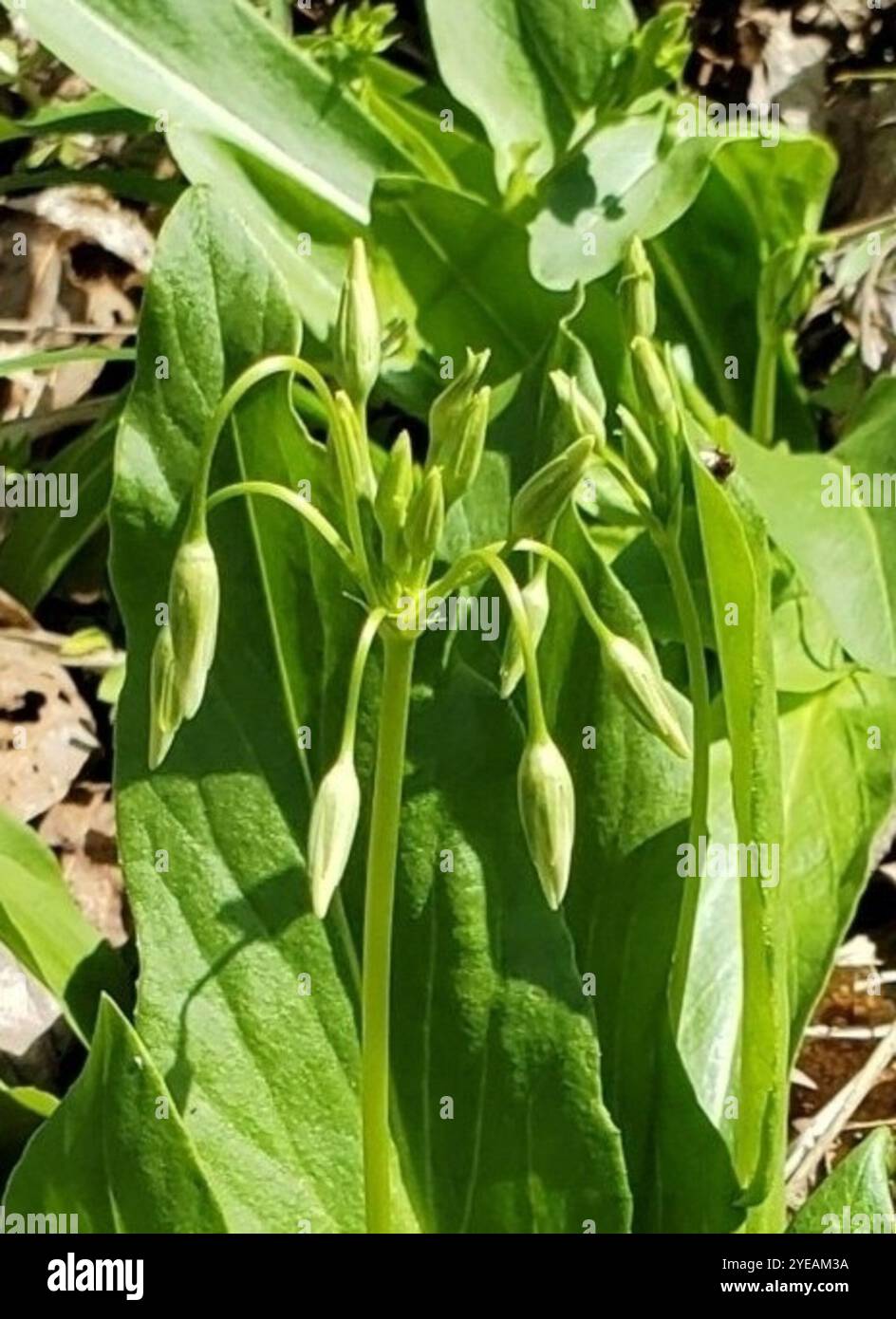 eastern shooting star (Primula meadia Stock Photo - Alamy