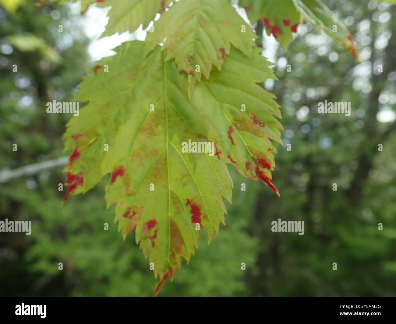 Rocky Mountain Maple Felt Mite (Aceria calaceris Stock Photo - Alamy