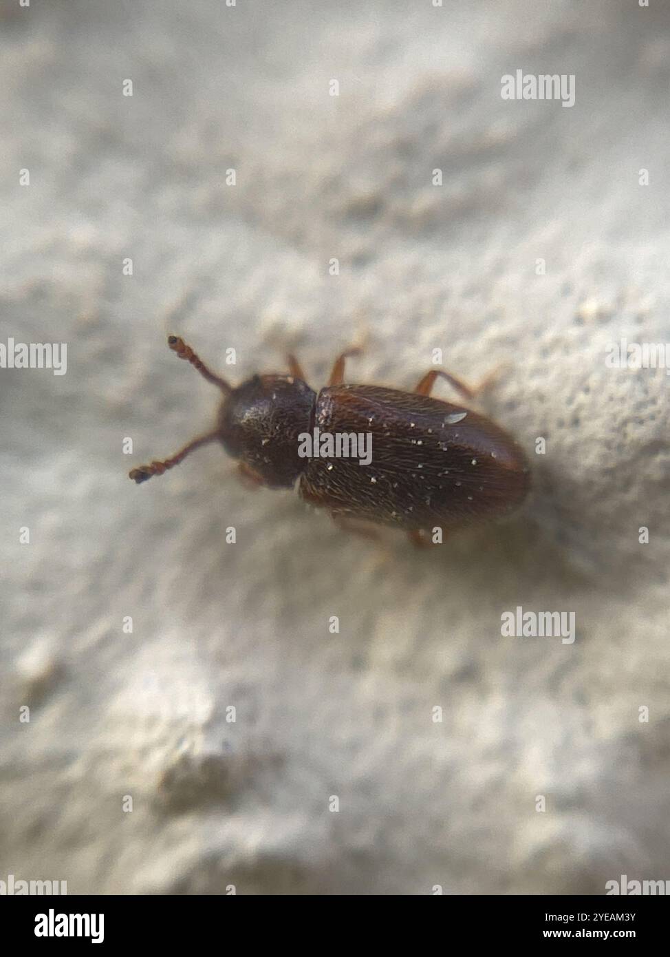 Silken Fungus Beetles (Cryptophagidae Stock Photo - Alamy