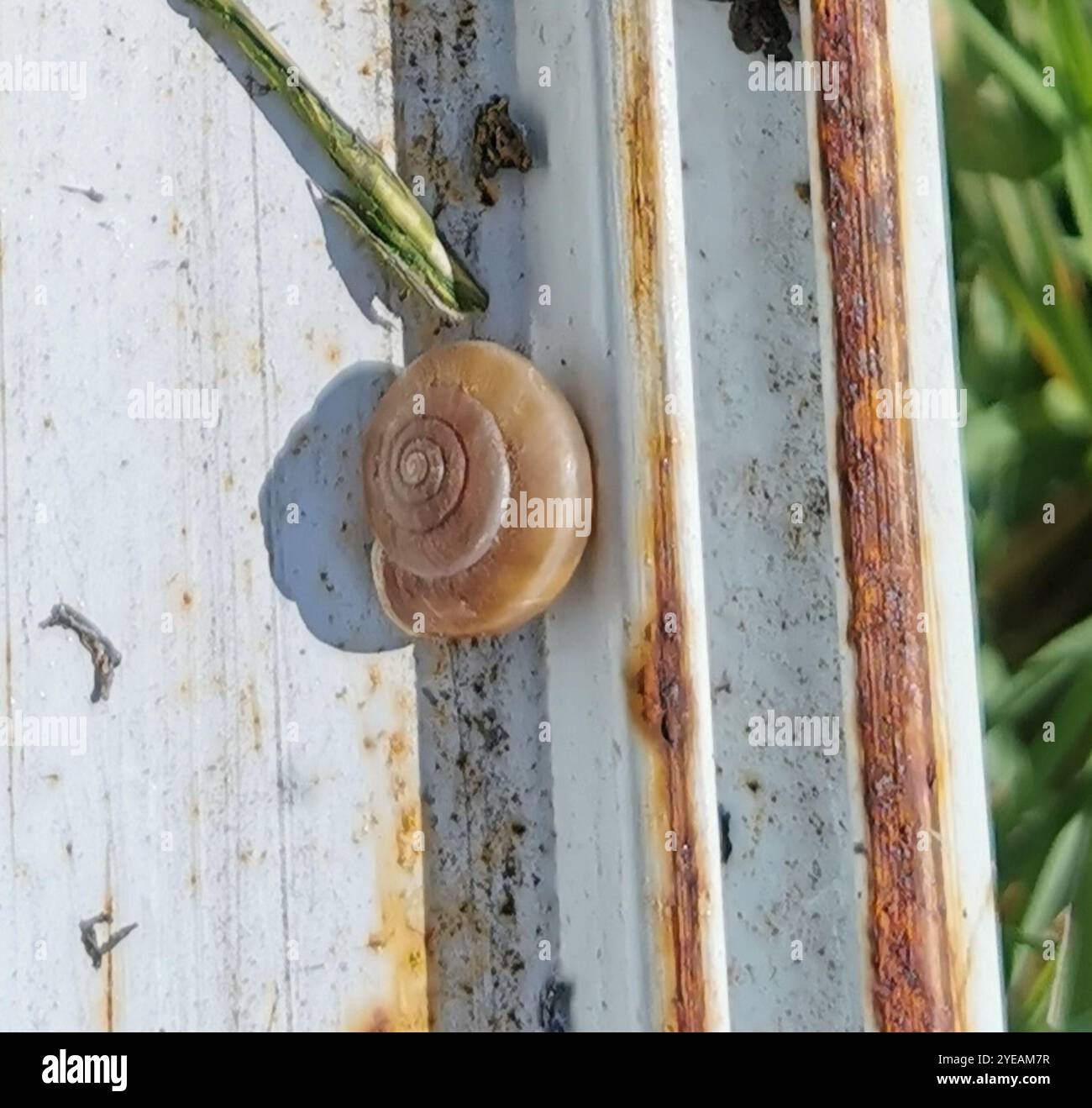 Strawberry Snail (Trochulus striolatus Stock Photo - Alamy