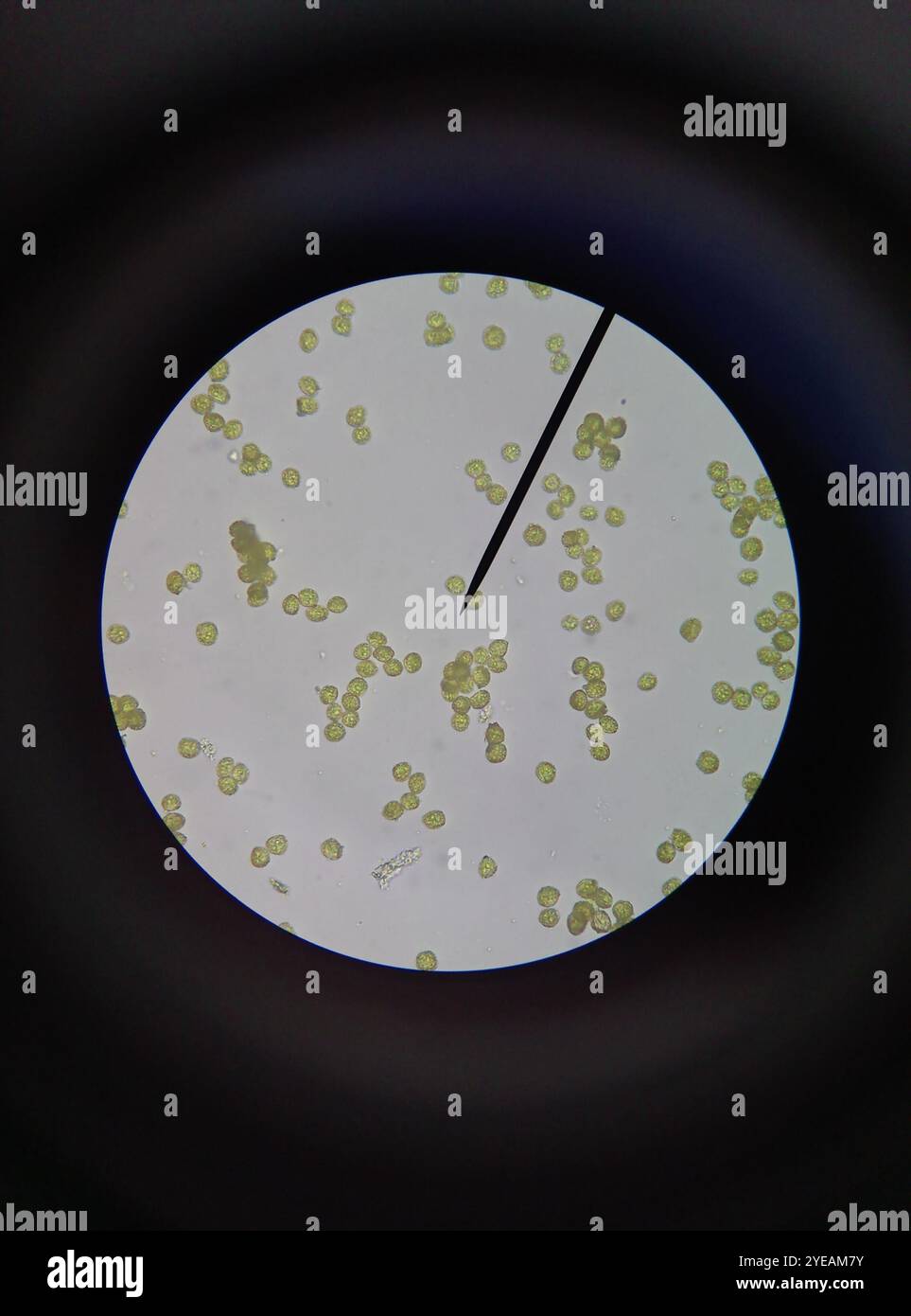 Anomalous bristle moss hi-res stock photography and images - Alamy