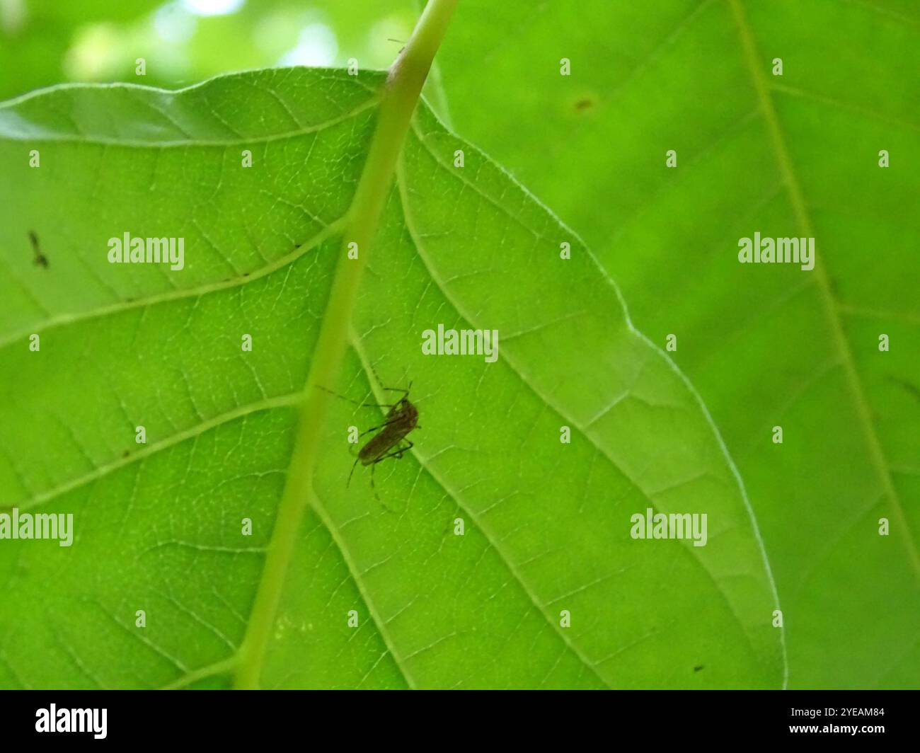 Culicine mosquitoes hi-res stock photography and images - Alamy
