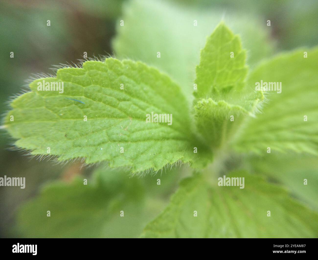mint family (Lamiaceae Stock Photo - Alamy