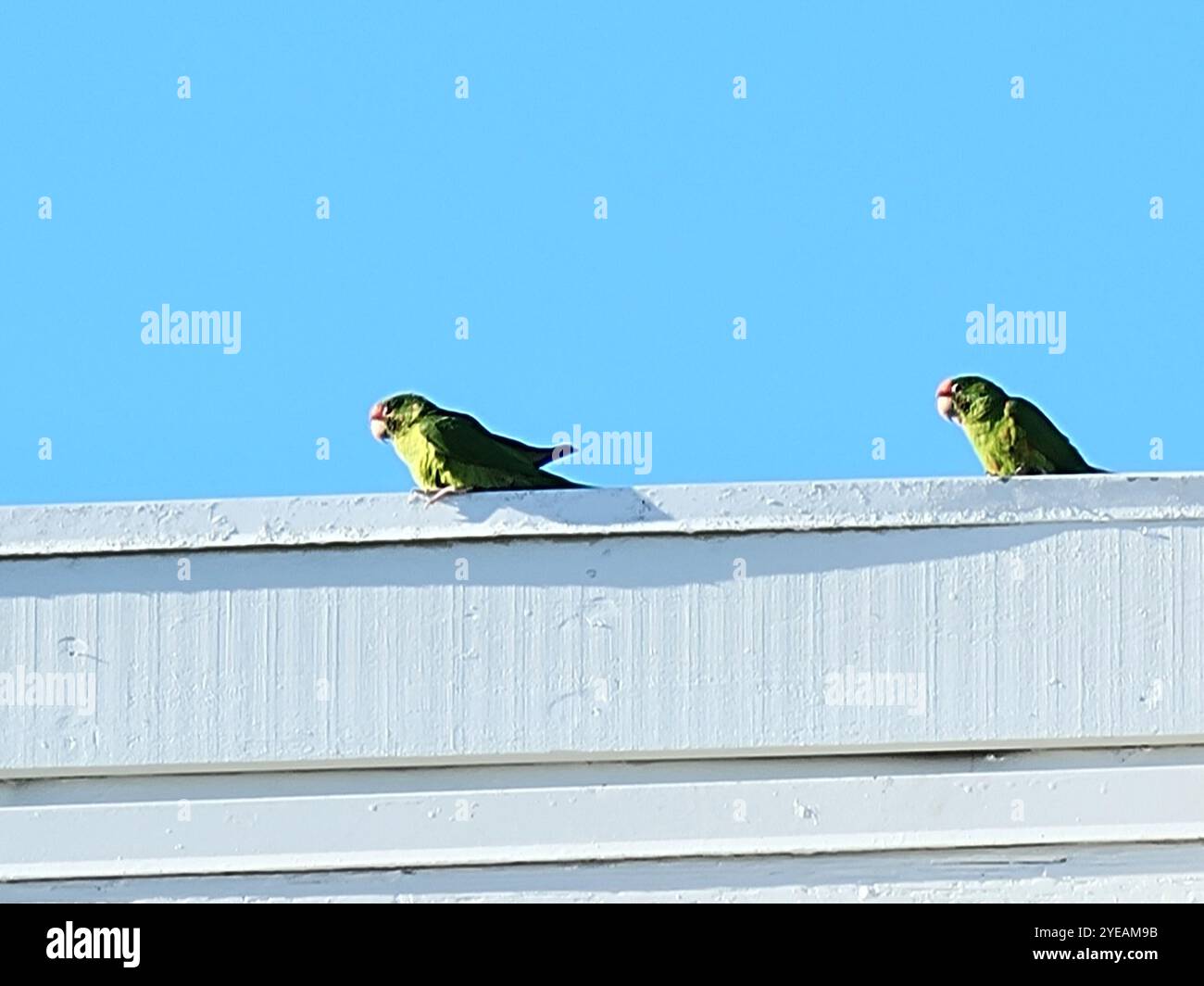 Mitred Parakeet (Psittacara mitratus Stock Photo - Alamy