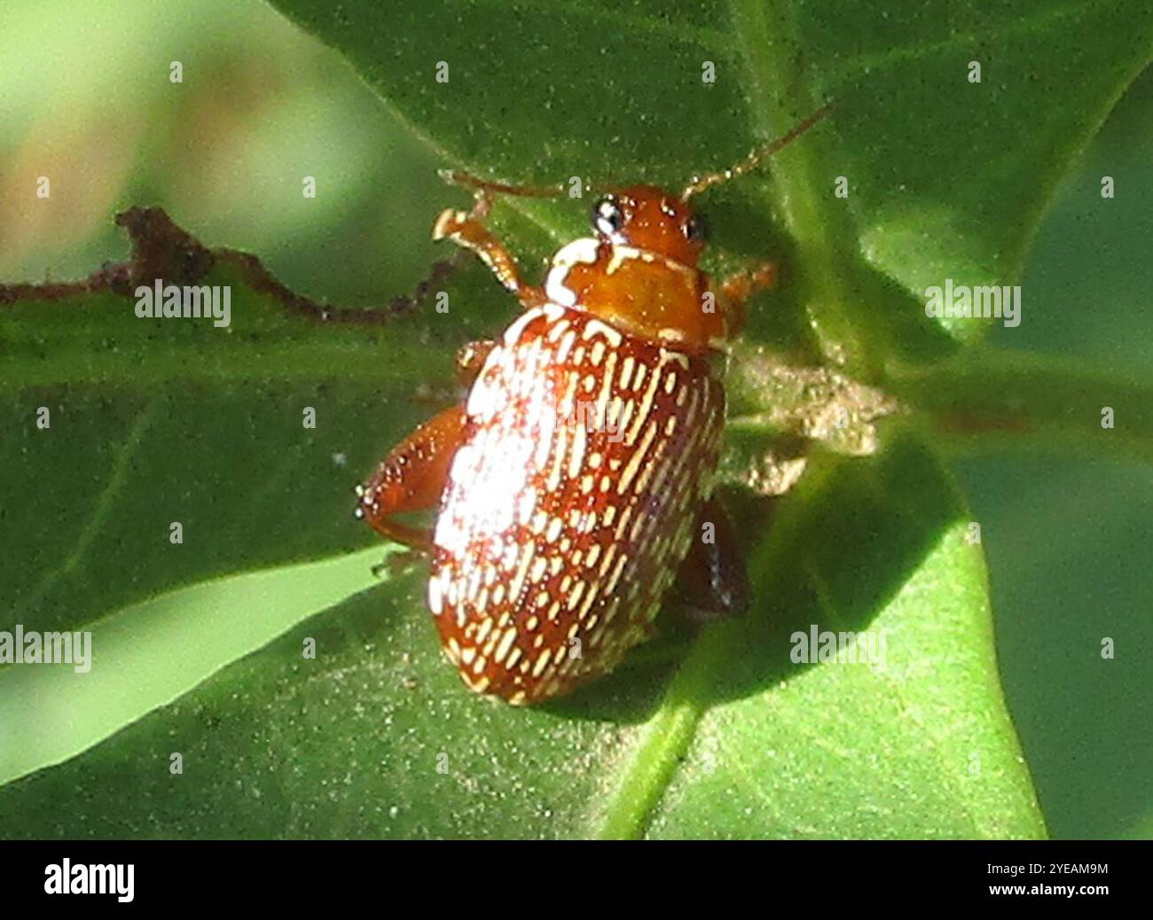 Flea Beetles (Alticini Stock Photo - Alamy