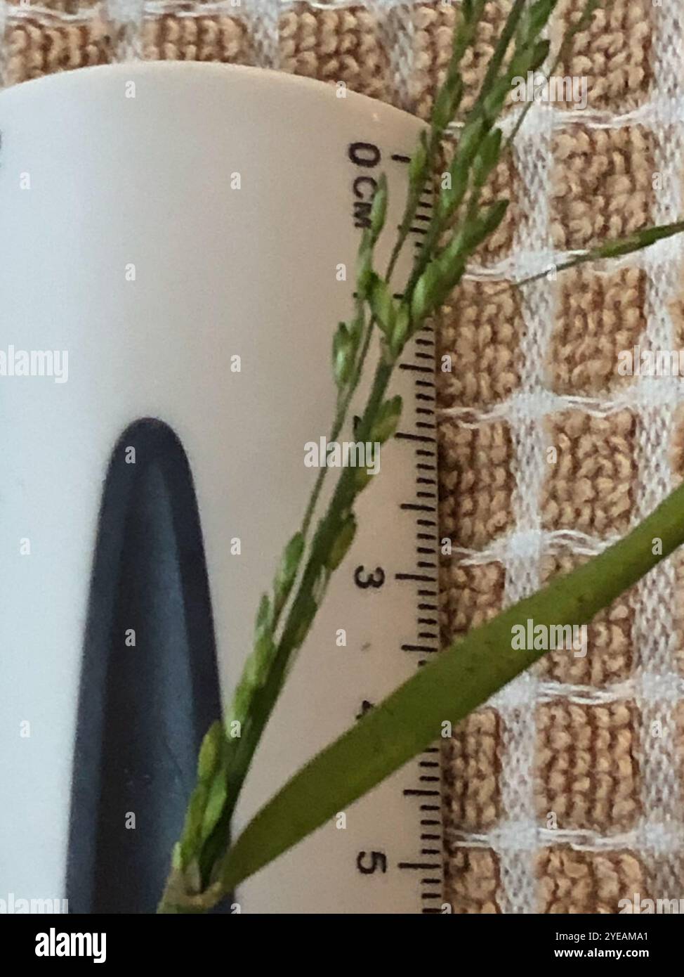 panic veldtgrass (Ehrharta erecta Stock Photo - Alamy