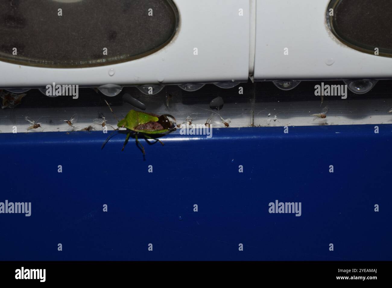 Oriental Stink Bug (Plautia stali Stock Photo - Alamy