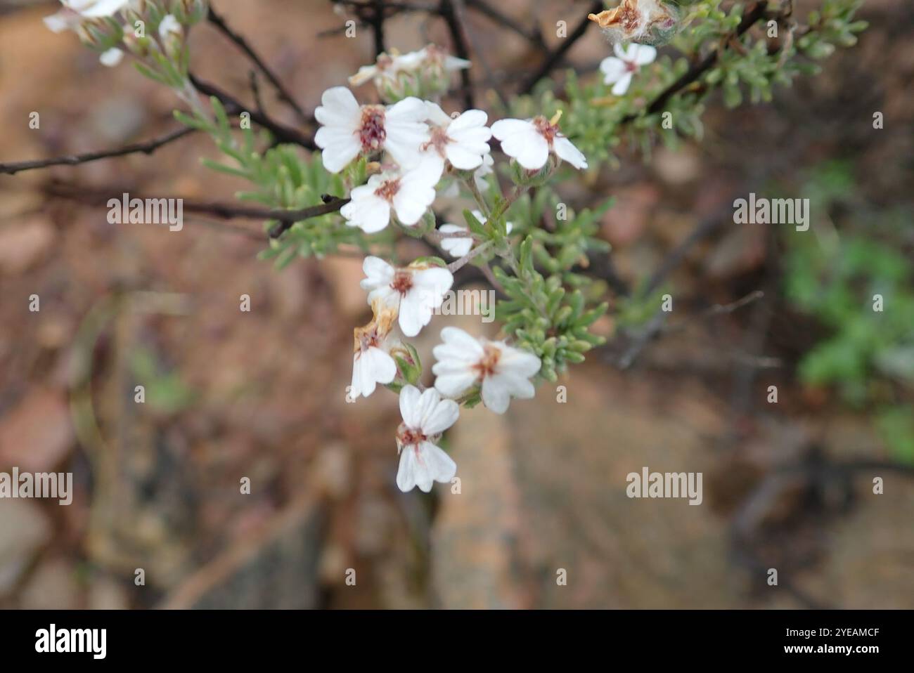 Cape Snow Bush (Eriocephalus africanus Stock Photo - Alamy