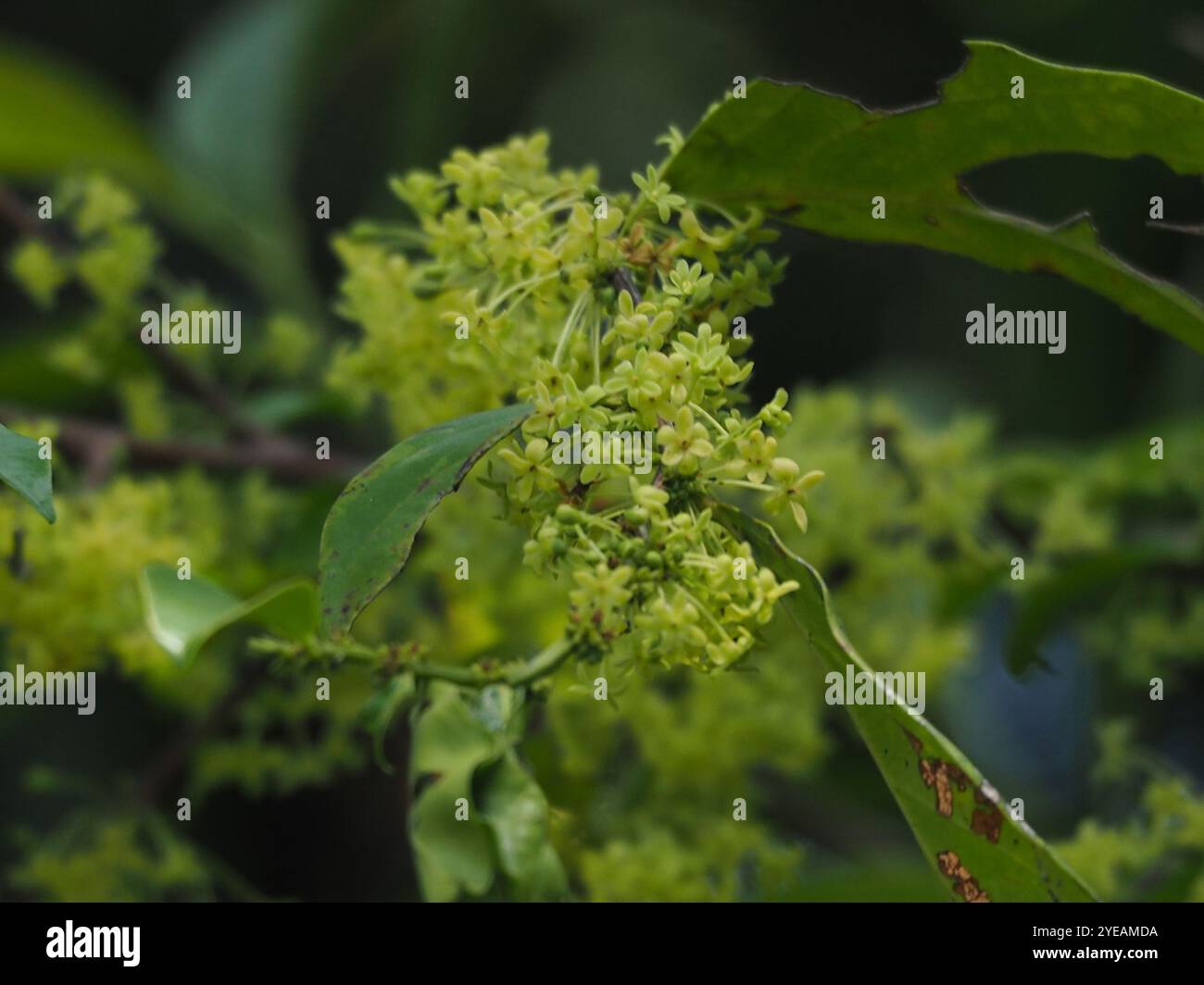 Common Glochidion (Glochidion rubrum Stock Photo - Alamy